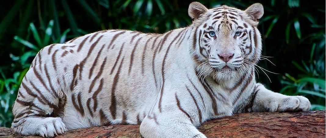 Bagheli Scripture Enagagement